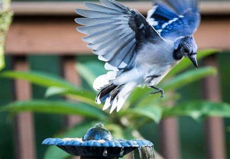 Premium Photo Blue Jay Semaphore System The Semaphore Flag Signaling