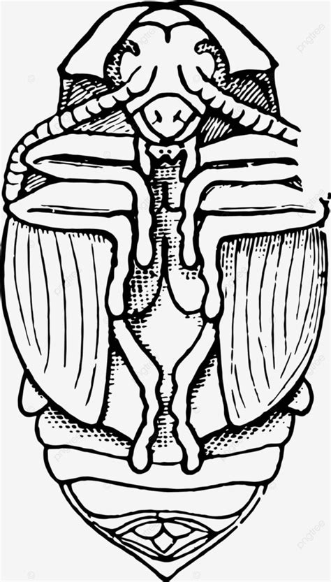 Pea Weevil Pupavintage Illustration Engraving Vintage Weevil Vector