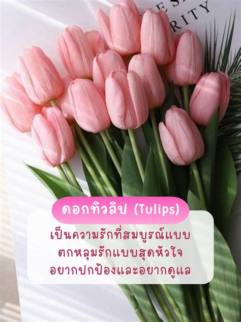 ดอกทานตะวั แกลเลอรีที่โพสต์โดย Toon Chonpitak Lemon8