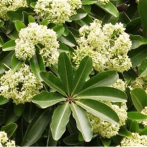 Lebih Mengenal Pohon Pule Yang Akan Ditanam Di Istana Negara Ikn Eraid