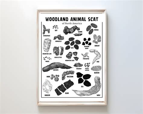 Animal Scat Print Woodland Animal Droppings Poster Wilderness Poop