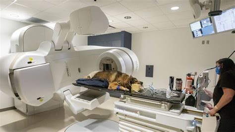 Radiation One Of Four Pillars Of Cancer Therapy Veterinary Medicine