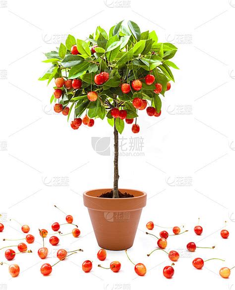 樱桃树上的红樱桃作为装饰