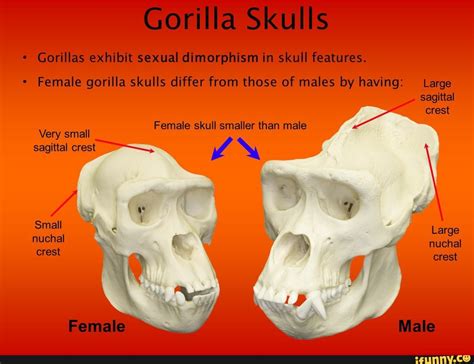 Gorilla Skulls Gorillas Exhibit Sexual Dimorphism In Skull Features