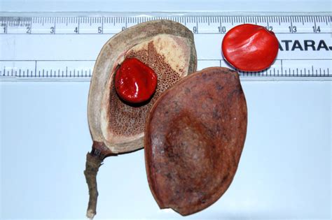 Ormosia Eflora Of India
