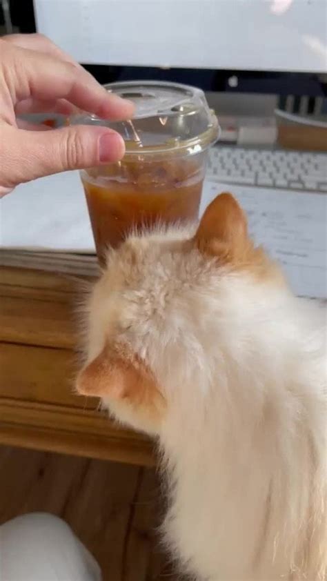 My Cat Loves When I Get A Coffee Sound On For Purrs Raww