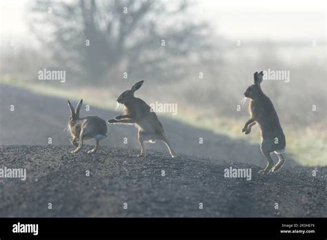 European Hare Lepus Europaeus Three Adults Boxing Fighting On The