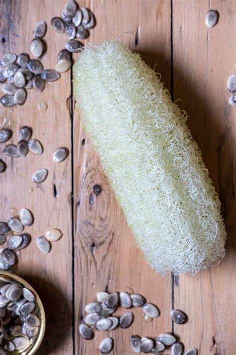 How To Grow A Luffa Sponge Successfully Even In A Cold Climate