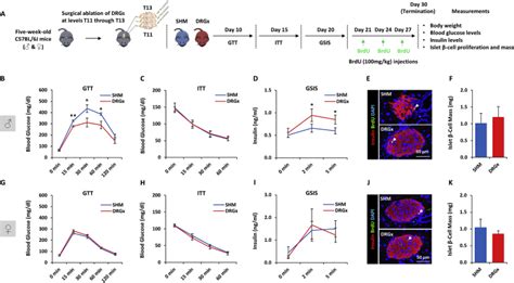 Trpv1 Neurons Regulate β Cell Function In A Sex Dependent Manner Pmc