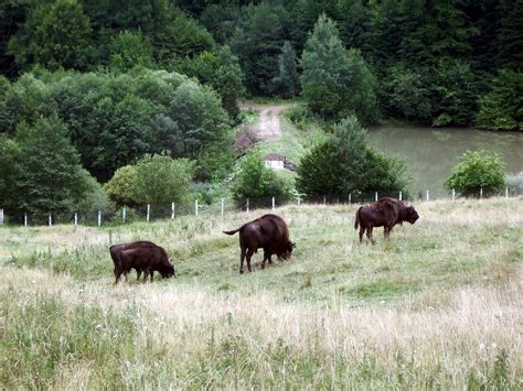 Romanian Bizon Mihai Mesaros Flickr