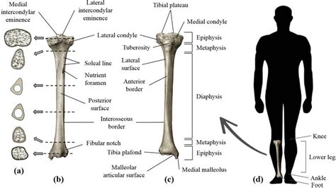 1 Representation Of The Tibia Positioning In The Lower Leg D With Download Scientific