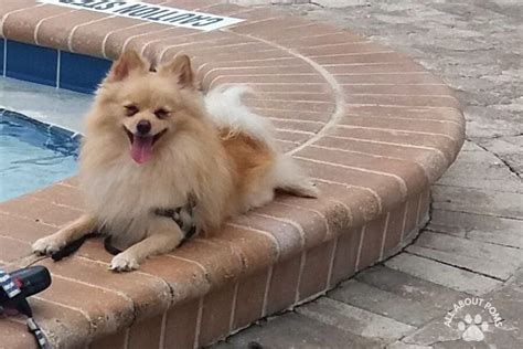 What Do Pomeranians Die From