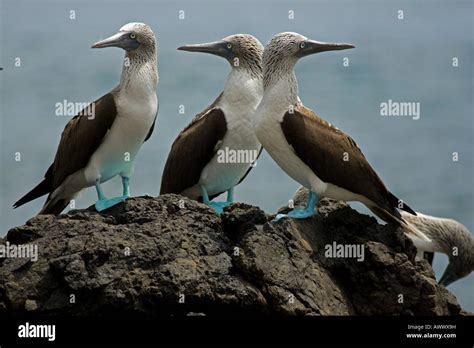 Blue Footed Booby Bird Ecuador South America 3 Boobies Birds Perched