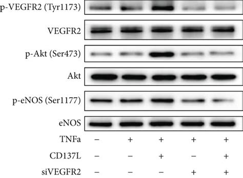 Silencing Vegfr2 Impaired Cd137 Signaling Induced The Aktenos Pathway