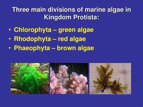 Ppt Got Limu Uses For Algae In Hawaii And Beyond Powerpoint
