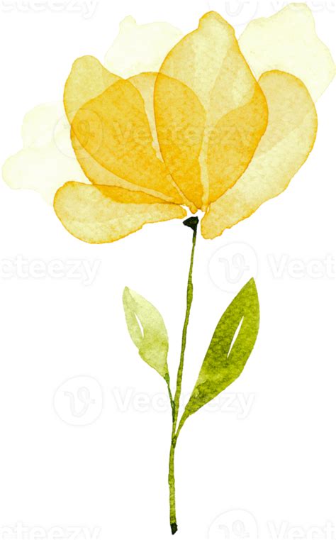 Acuarela Flor Amarilla 29752398 Png