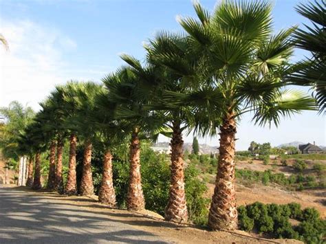 Beautiful Washingtonia Palm Landscape Ideas