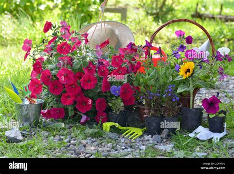 Vintage Gardening Concept Home Hobby Still Life With Green Sprouts And