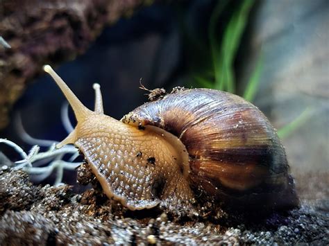 Giant African Land Snails Plantasia Tropical Zoo