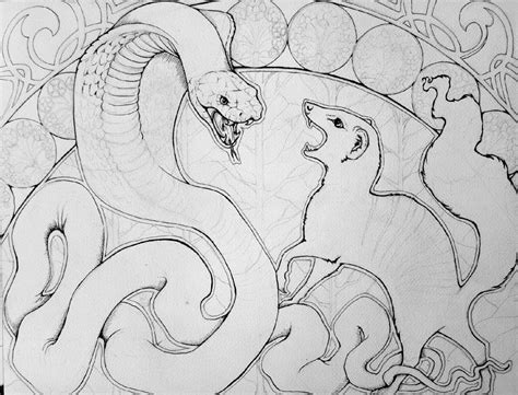 Rikki Tikki Tavi Drawings