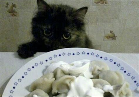 Create Meme Cat Dumpling Dumplings Pictures Meme