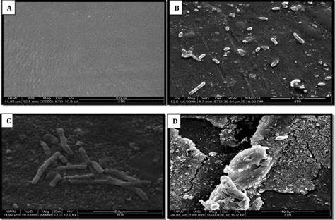 Scanning Electron Microscope Sem Photographs Of Colonization And Download Scientific Diagram