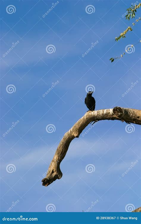 Crow On The Tree Royalty Free Stock Image 148130608