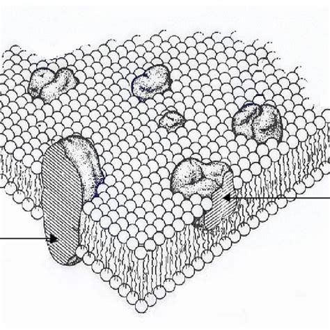 Singer Nicolsons Fluid Mosaic Model Of A Plasma Membrane The Download Scientific Diagram