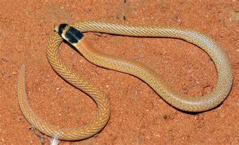 12 Legless Lizard Species With Pictures And Identification