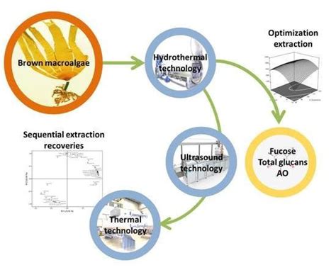 Enhancing The Extraction Of Polysaccharides And Antioxidants From