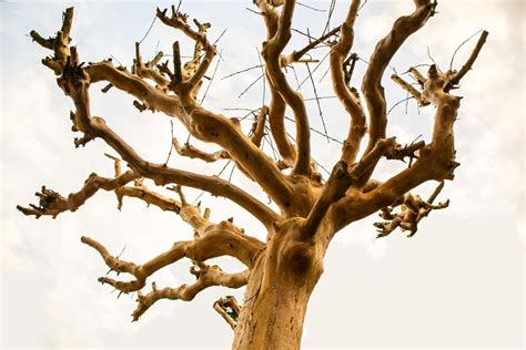 Premium Photo Big Old Tree Trunk With Leafless Branches Like Standing
