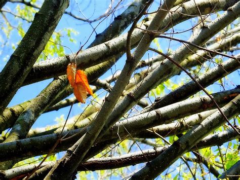 Dead Leaf By Ewbtech On Deviantart