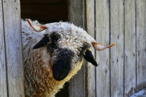 Valais Blacknose Sheep Society Usa Mead Co