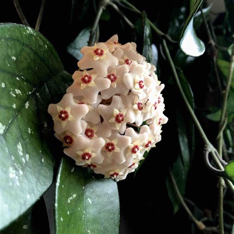 Hoya Carnosa 101 Everything You Need To Know To Grow Wax Plants