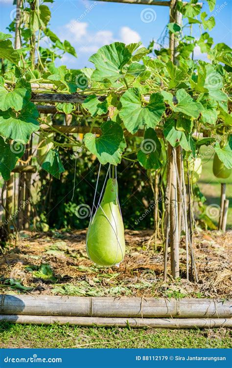 La Courge Courge De Calebasse A Fleuri La Courge Courge Fleurie