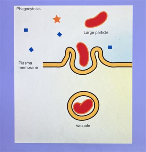 Ap Bio Chapter 5 Membrane Structure And Function Flashcards Quizlet