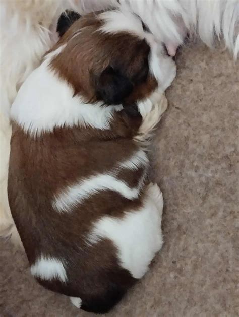 גורי שיצו ממש יפים וחמודים מלידת בית בעלת תעודת יוחסין פטפיינדר