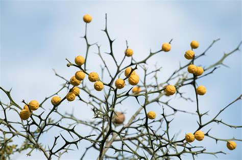 200 000 Free Merah Thorn Tree And Tree Photos Pixabay