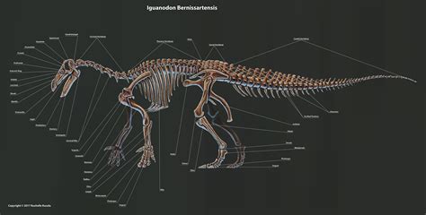 Iguanodon Bernissartensis Skeleton Study By Thedragonofdoom On Deviantart