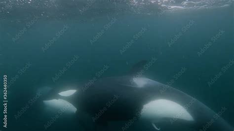 Orca Swimming Shows His Genital Underwater Shot Slowmotion Stock Video