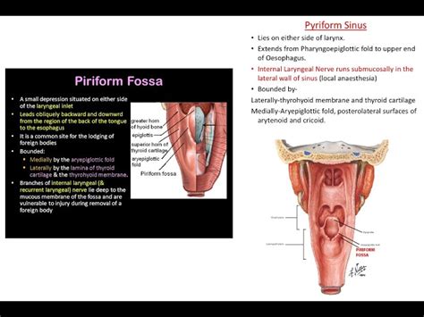 Pyriform Sinus Function