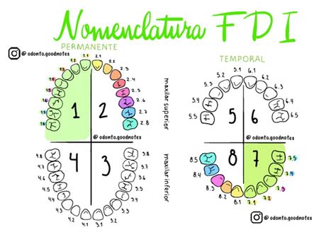 Nomenclatura Fdi Pdf