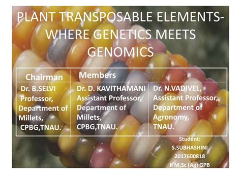 Plant Transposable Elements Where Genetics Meets Genomics Pptx