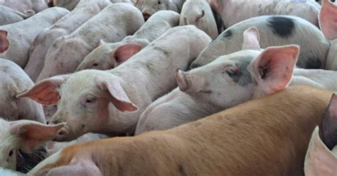 Marcos Seeks Intensified Biosecurity Measures For Asf Prevention