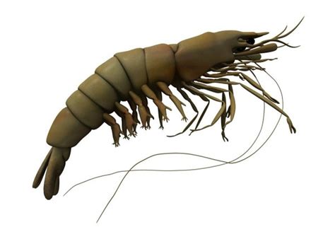 Prawn 3d Model