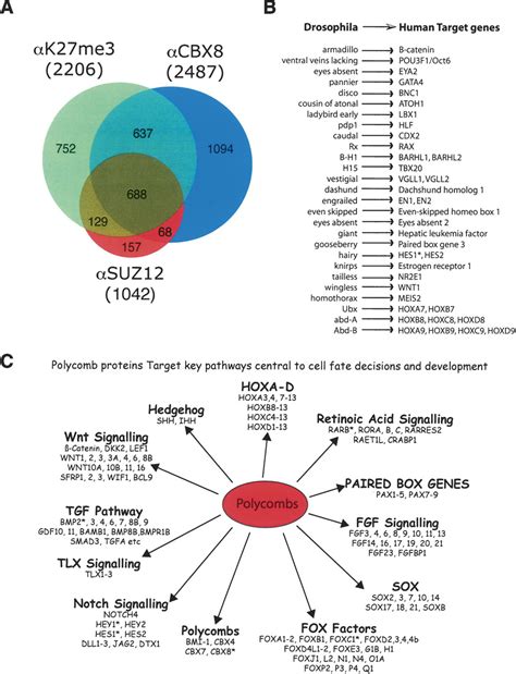 Genome Wide Mapping Of Polycomb Target Genes Unravels Their Roles In Cell Fate Transitions