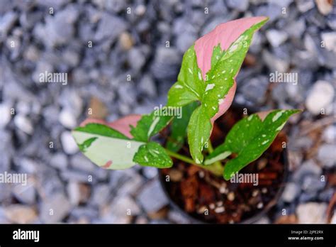 syngonium red spot tricolor in the pot Stock Photo - Alamy