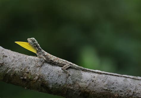 Draco Volans Flying Lizard