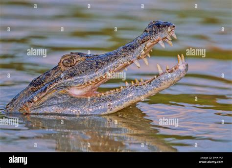 Venezuela South America Spectacled Caiman Caiman Crocodylus Baba Los
