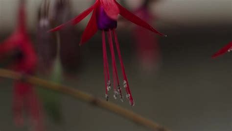 「aljaba」の写真素材 17件の無料イラスト画像 Adobe Stock